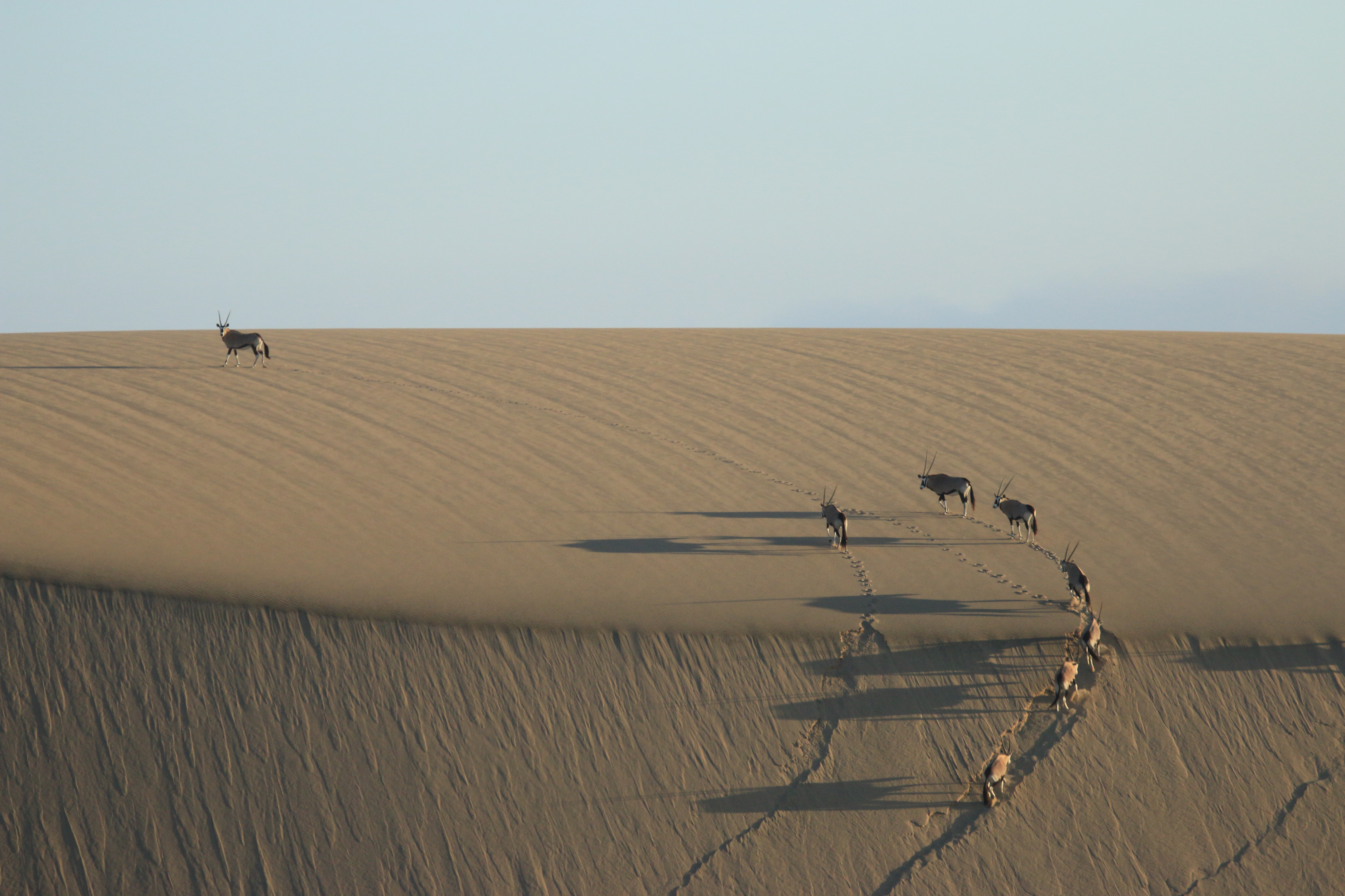Sandwich Harbour 4x4 - Tours in Walvis Bay